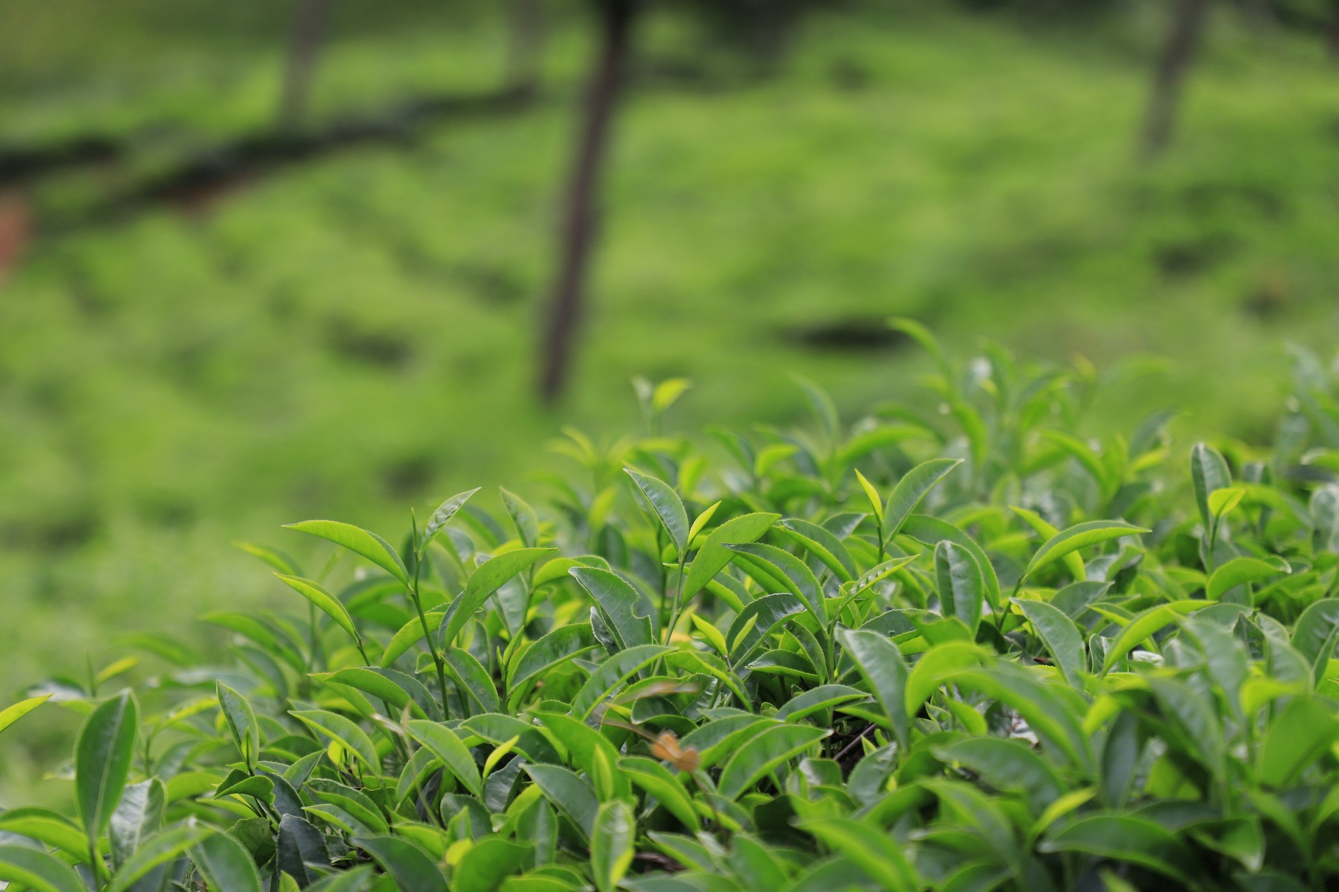 Revolutionizing Tea Plantation Management in India with Mobile Apps ...