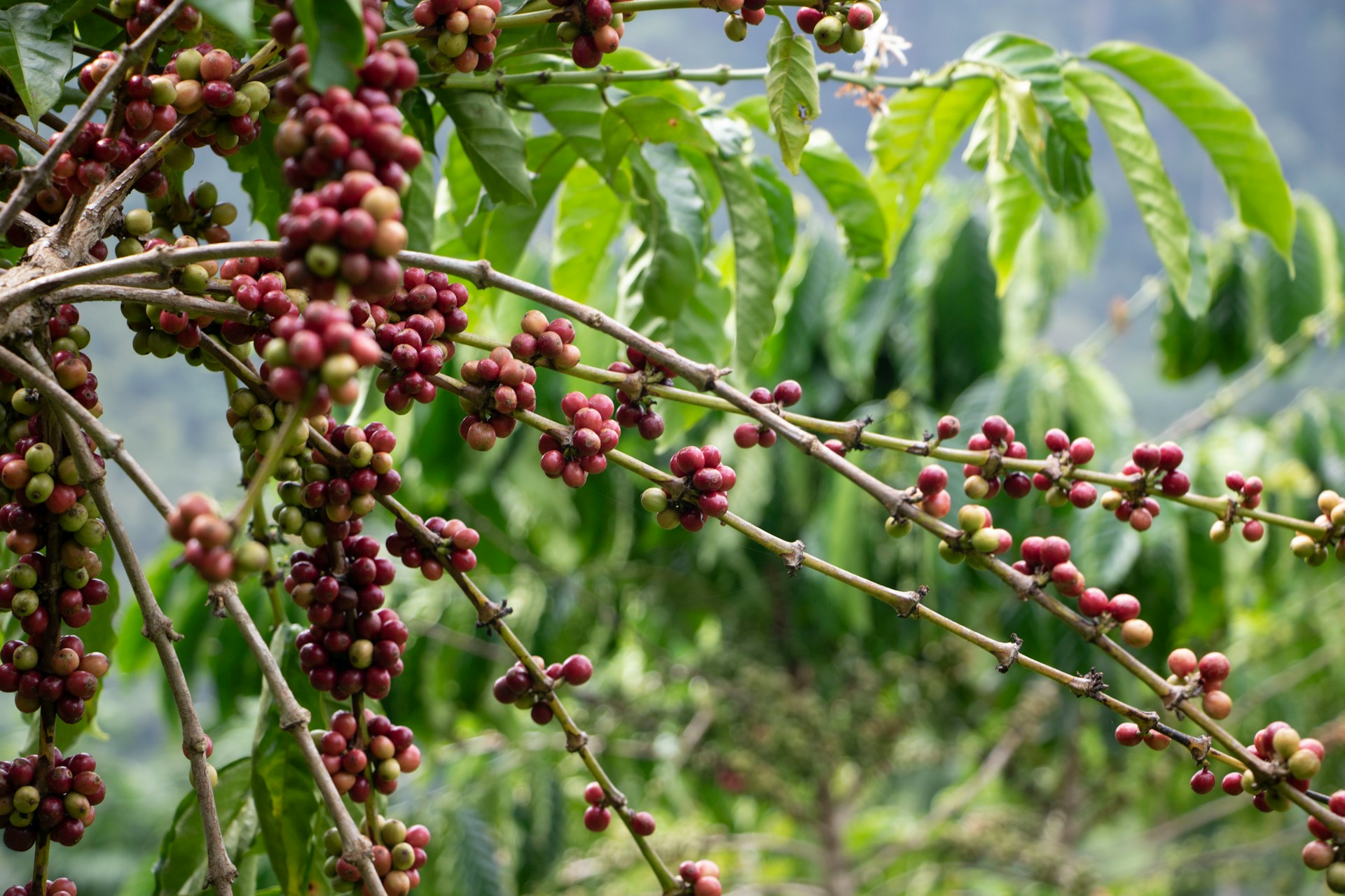 Innovative Management of Coffee Plantations in India - Vastuta Think Tank