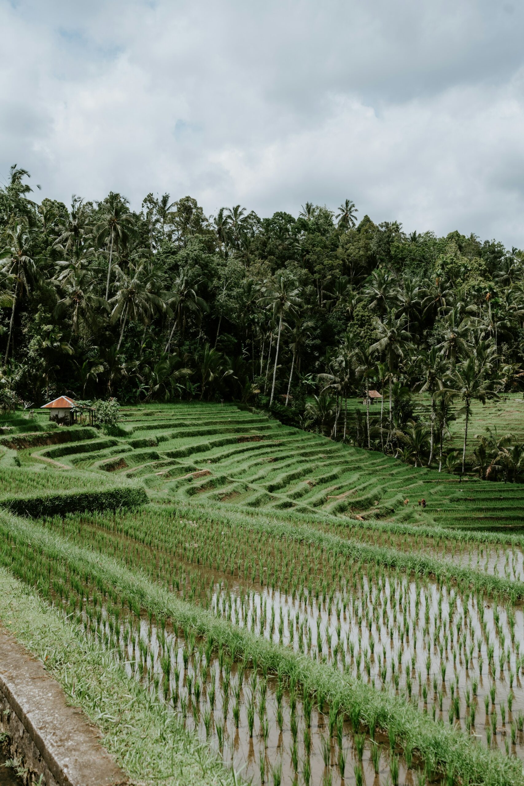 A Shrinking Canvas: Managing Agriculture with Limited Land Availability ...